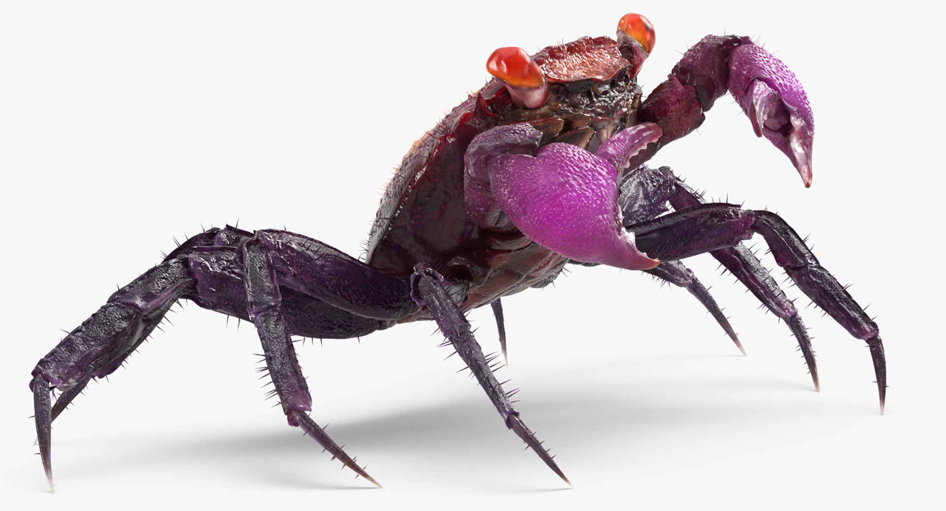 vampire crab geosesarma dennerle 3d x