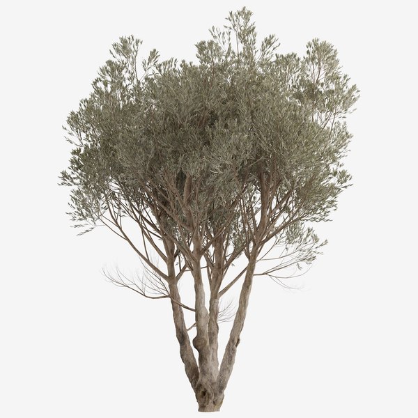 Acacia Trees Set