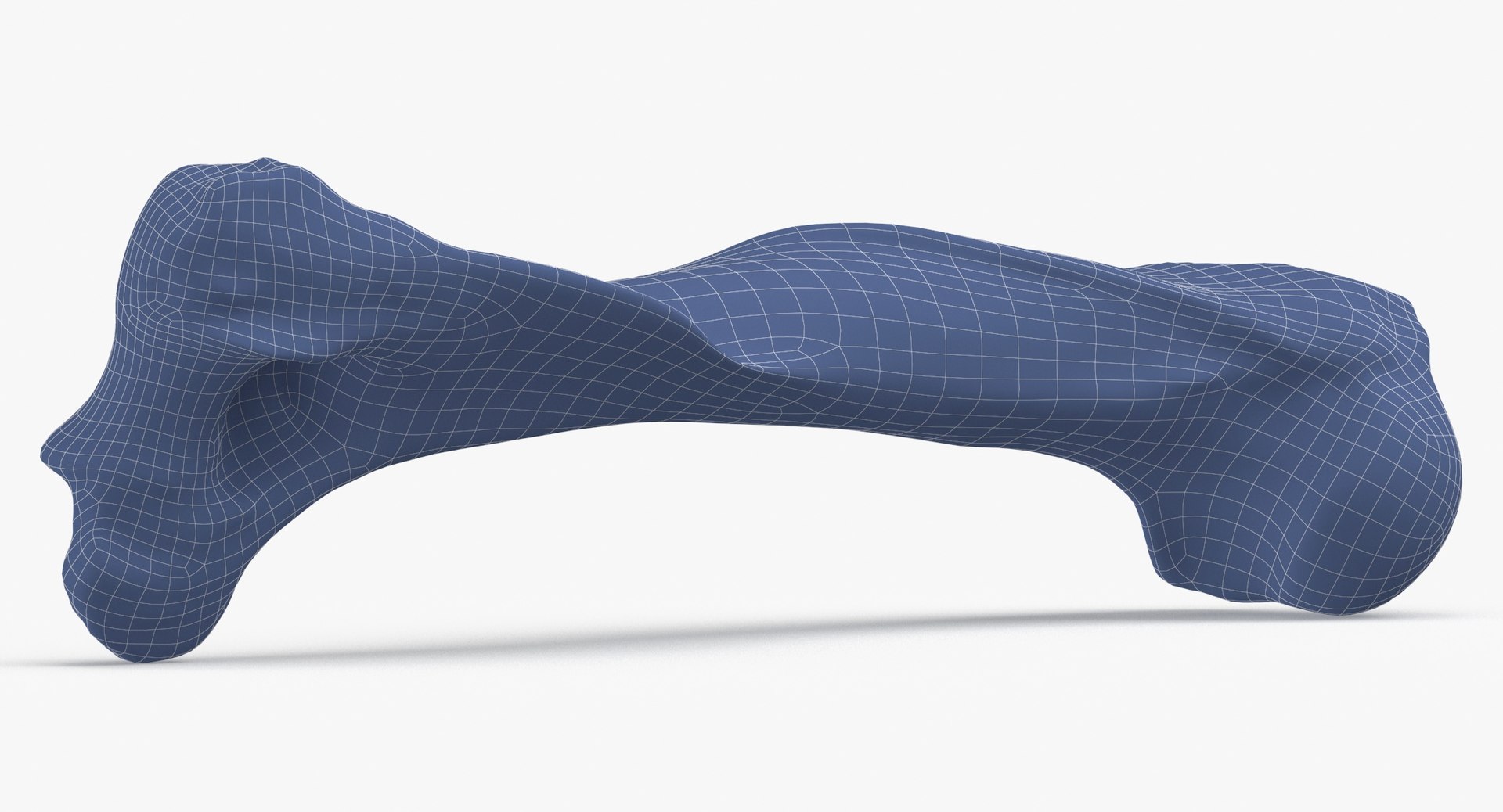 3D Model South American Coati Nasua Nasua Humerus Bone 01 - TurboSquid ...