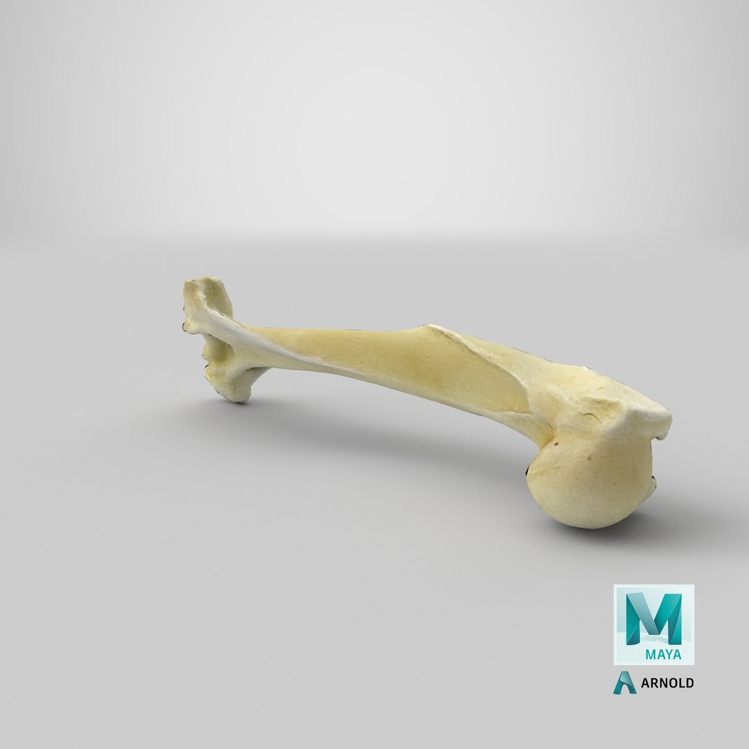 3D Model South American Coati Nasua Nasua Humerus Bone 01 - TurboSquid ...