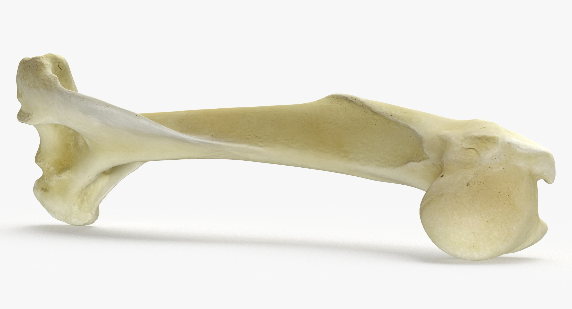 3D model South American Coati Nasua Nasua Humerus Bone 01 - TurboSquid ...