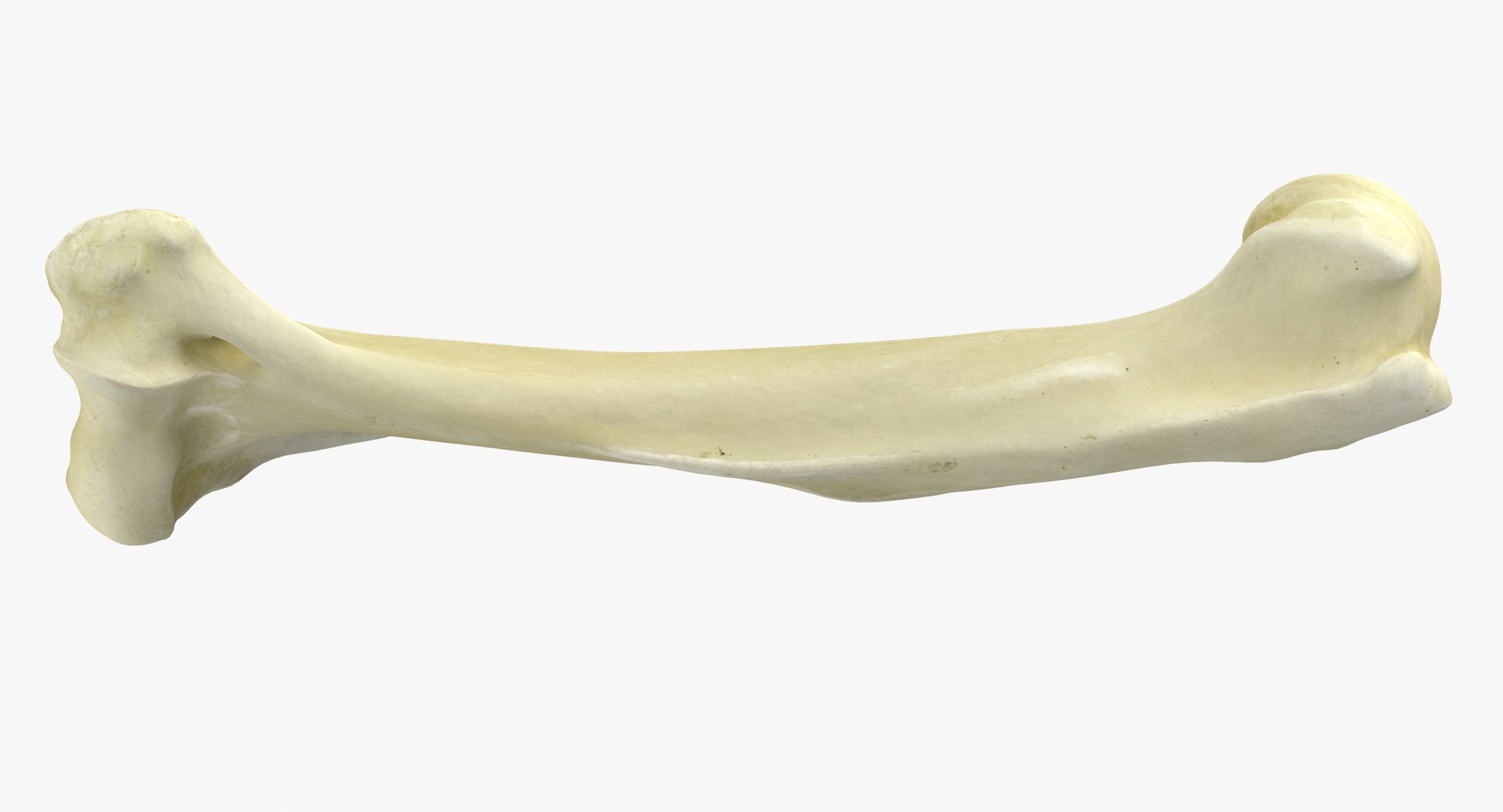 3D Model South American Coati Nasua Nasua Humerus Bone 01 - TurboSquid ...