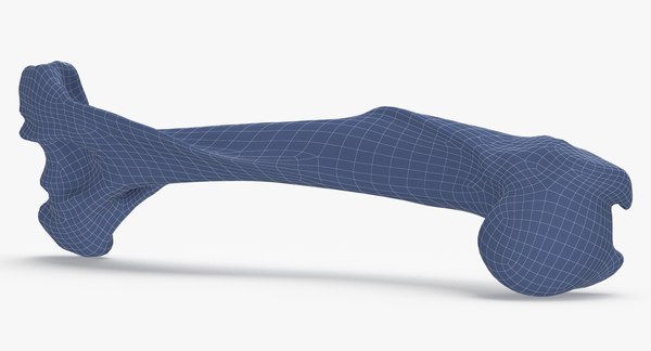 modelo 3d Sudamericano Coati Nasua Nasua Húmero Hueso 01 - TurboSquid ...