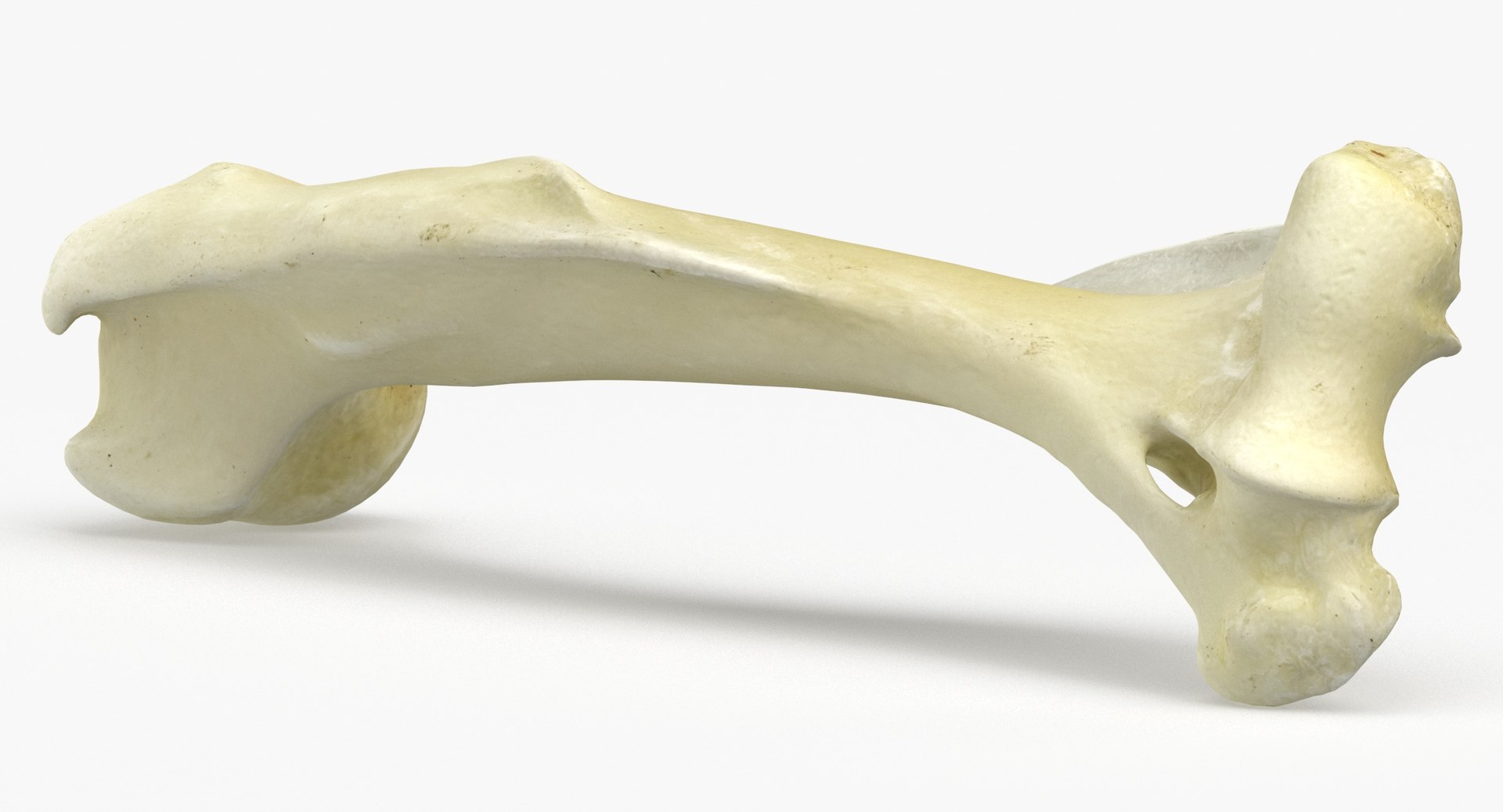 3D Model South American Coati Nasua Nasua Humerus Bone 01 - TurboSquid ...