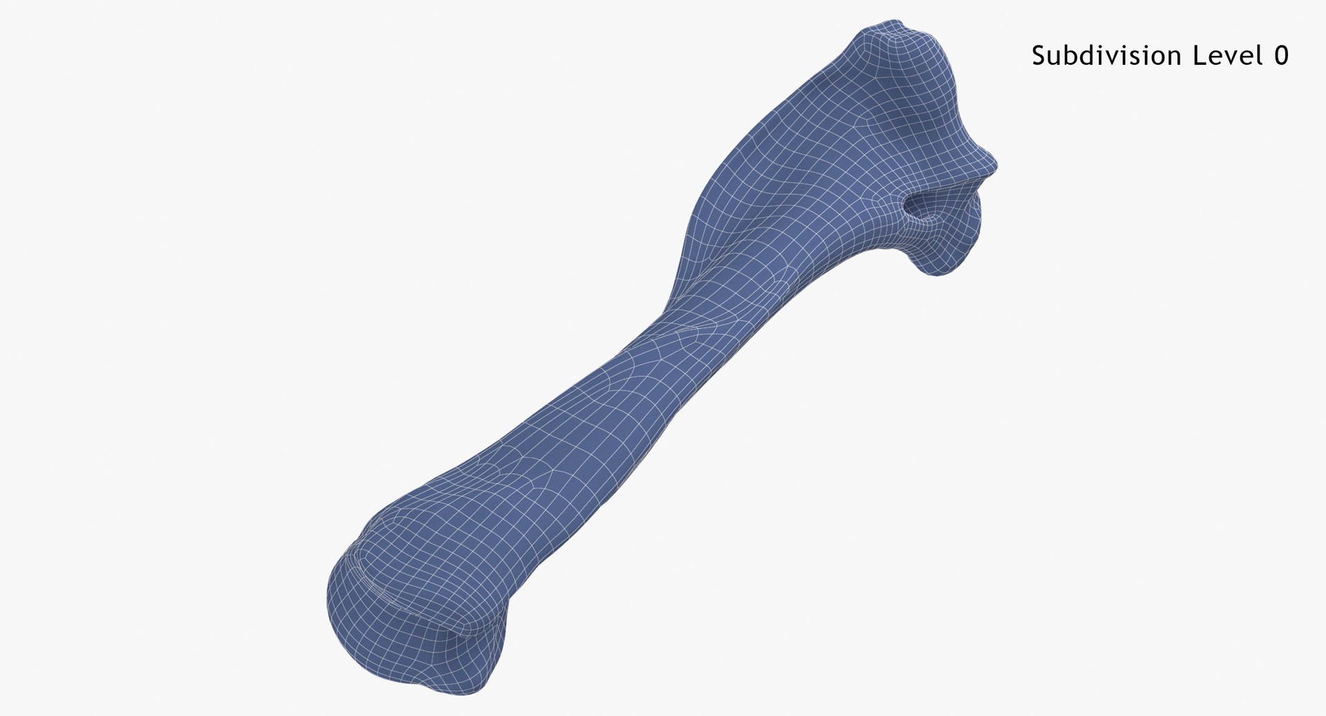 3D Model South American Coati Nasua Nasua Humerus Bone 01 - TurboSquid ...