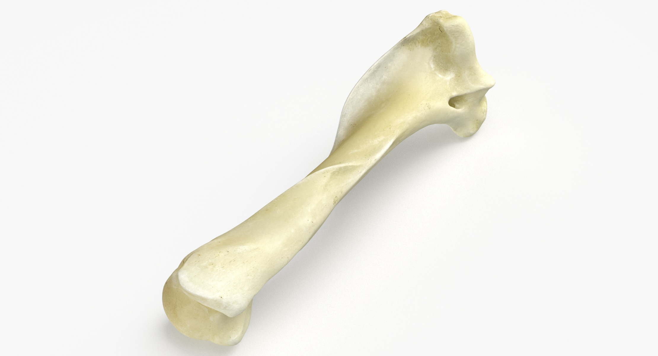 modelo 3d Sudamericano Coati Nasua Nasua Húmero Hueso 01 - TurboSquid ...