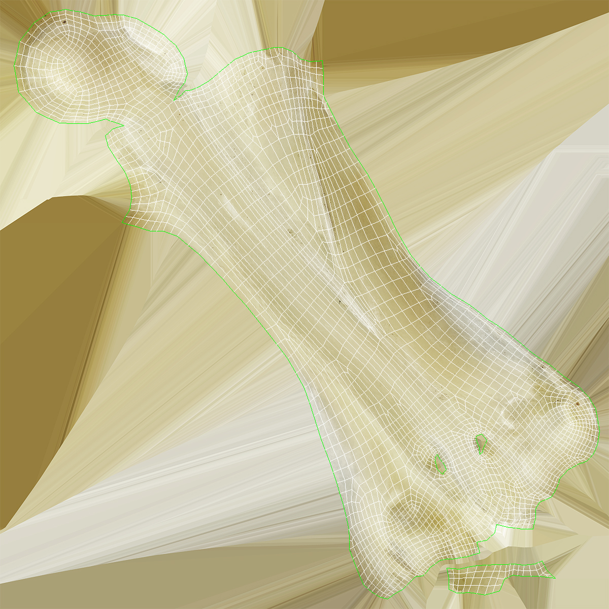 modelo 3d Sudamericano Coati Nasua Nasua Húmero Hueso 01 - TurboSquid ...