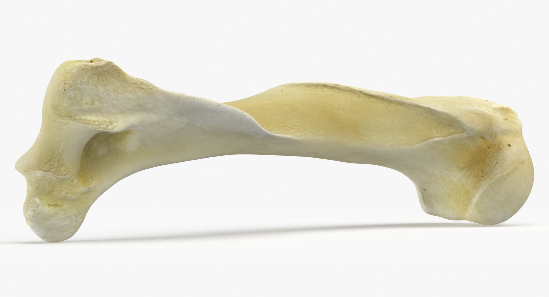 3D Model South American Coati Nasua Nasua Humerus Bone 01 - TurboSquid ...