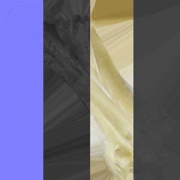 modelo 3d Sudamericano Coati Nasua Nasua Húmero Hueso 01 - TurboSquid ...