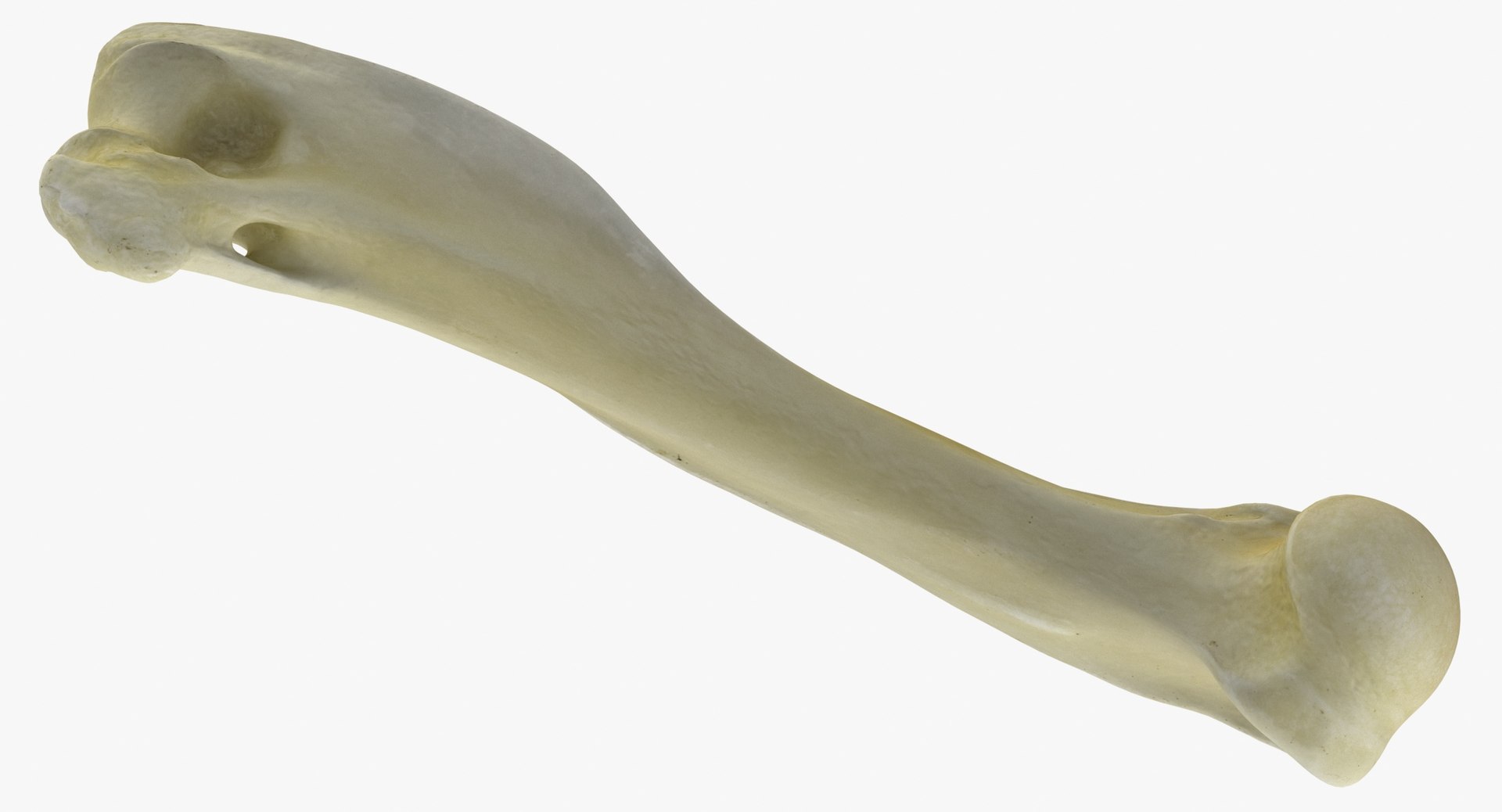 3D Model South American Coati Nasua Nasua Humerus Bone 01 - TurboSquid ...