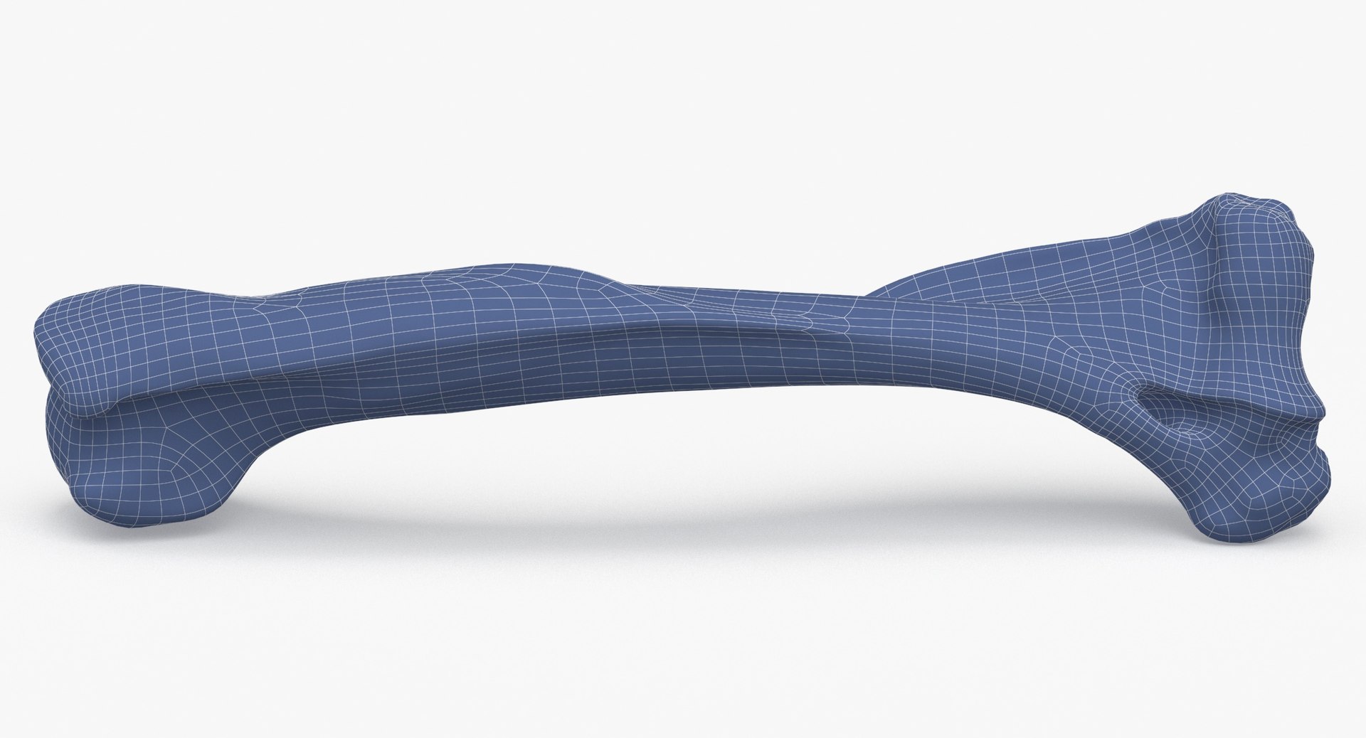 3D Model South American Coati Nasua Nasua Humerus Bone 01 - TurboSquid ...