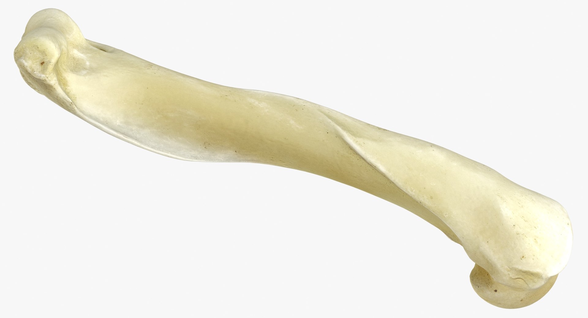 3D Model South American Coati Nasua Nasua Humerus Bone 01 - TurboSquid ...