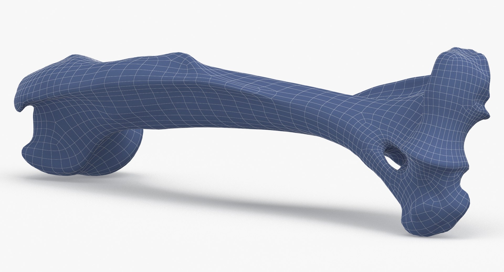 3D Model South American Coati Nasua Nasua Humerus Bone 01 - TurboSquid ...