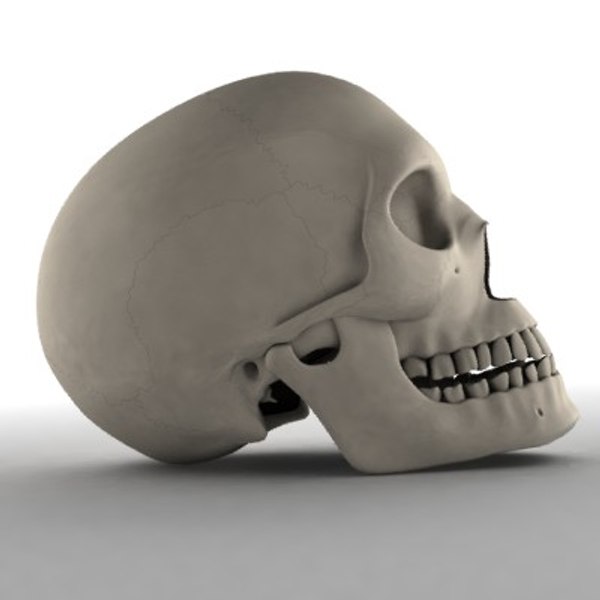 male skull max