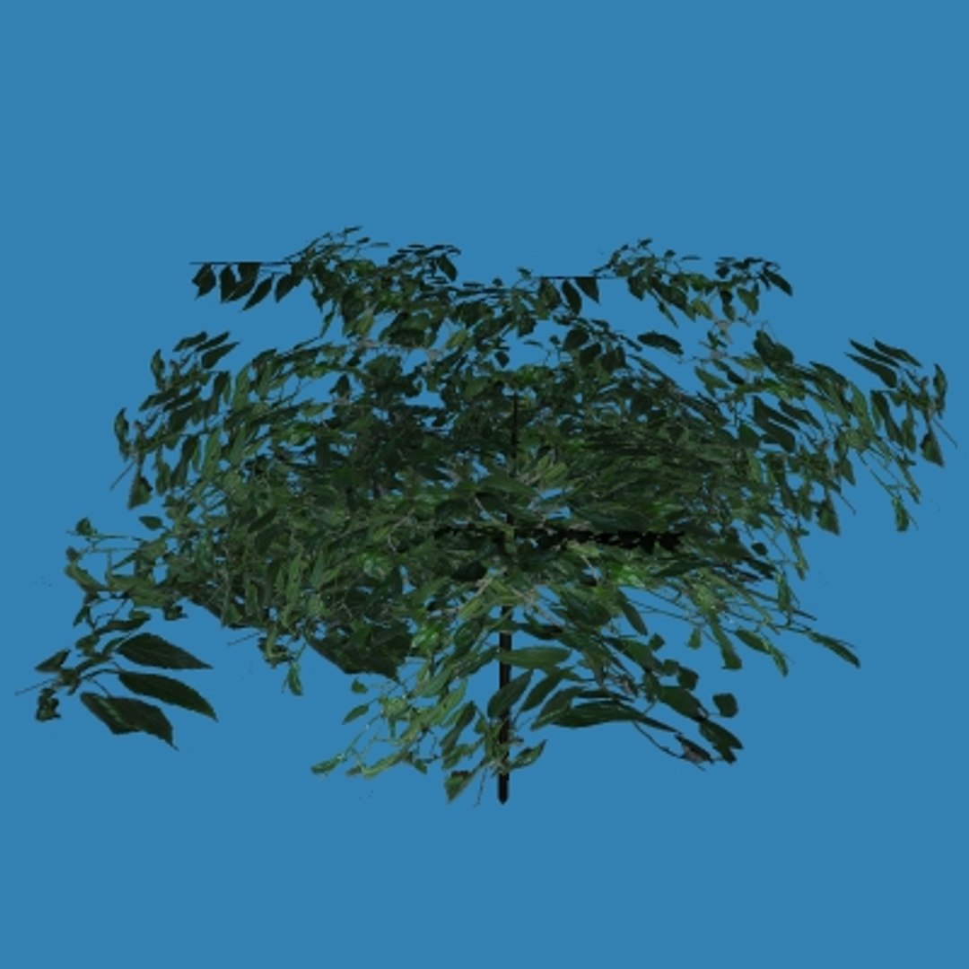 3ds Max Transparency