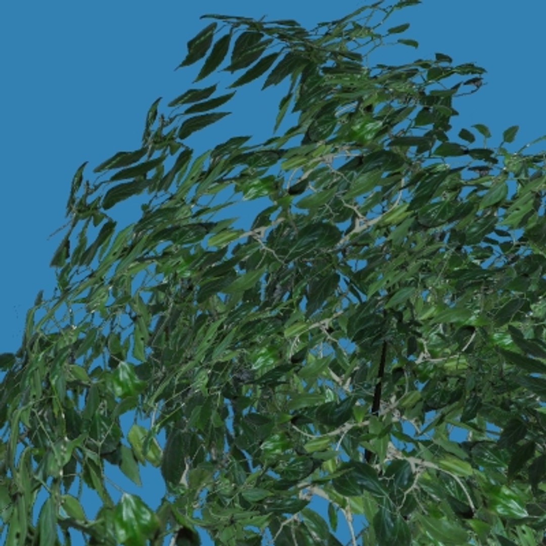 3ds Max Transparency