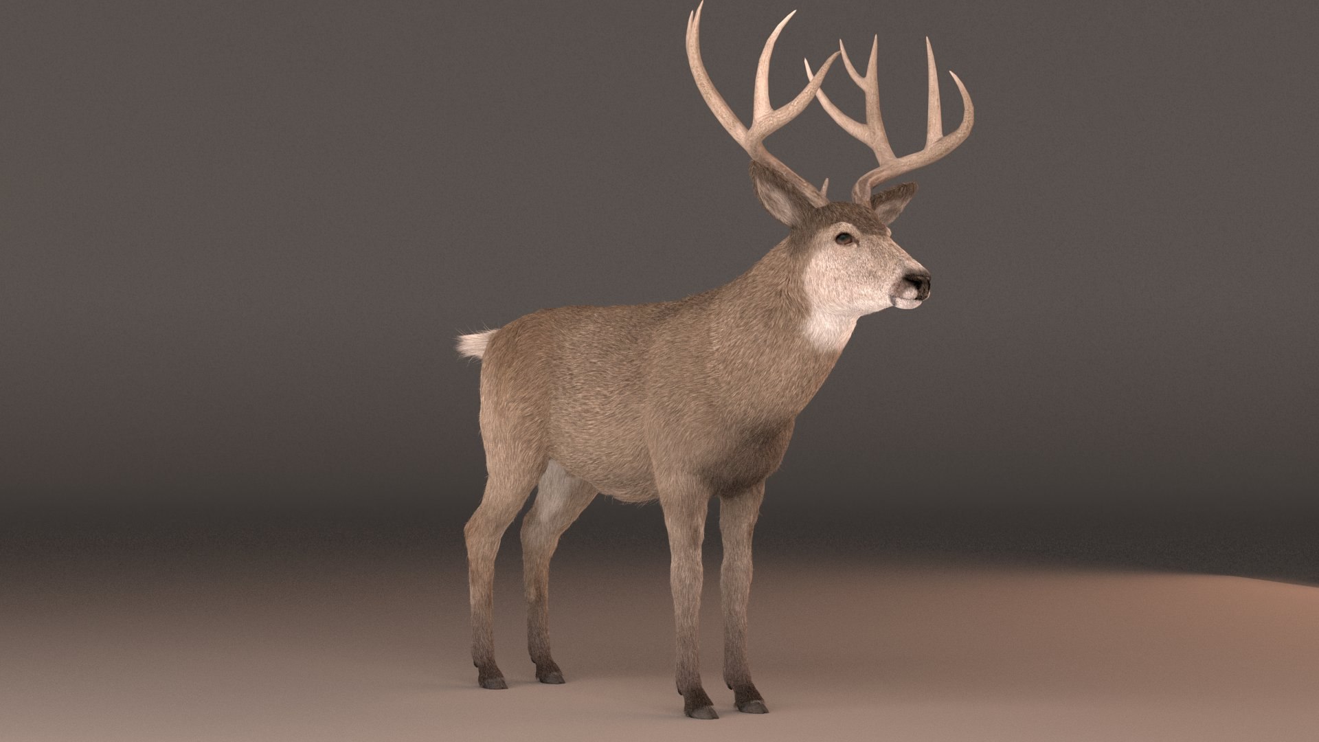Mule Buck Fur 3D Model - TurboSquid 1470035