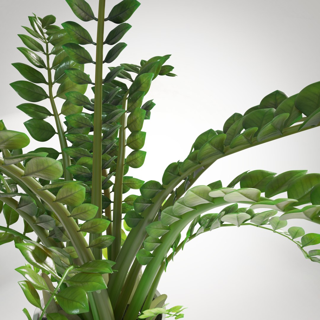 3D zamiokulkas - TurboSquid 1568067