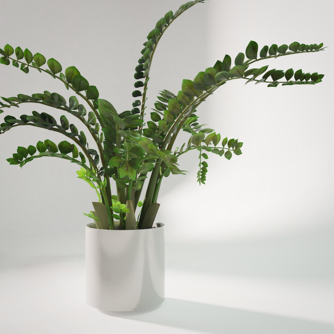 3D zamiokulkas - TurboSquid 1568067