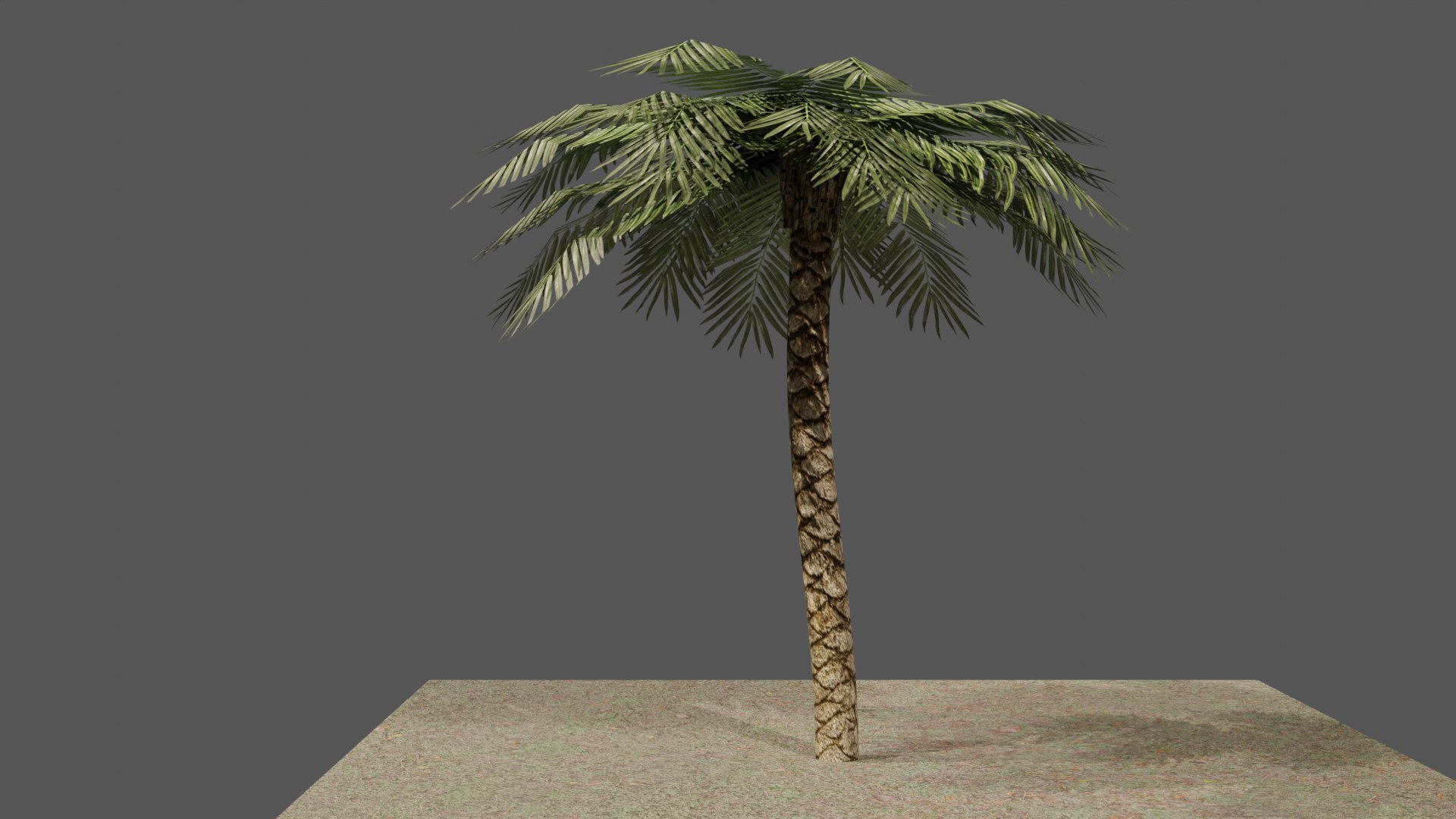 3D Palmtree Model - TurboSquid 2244711