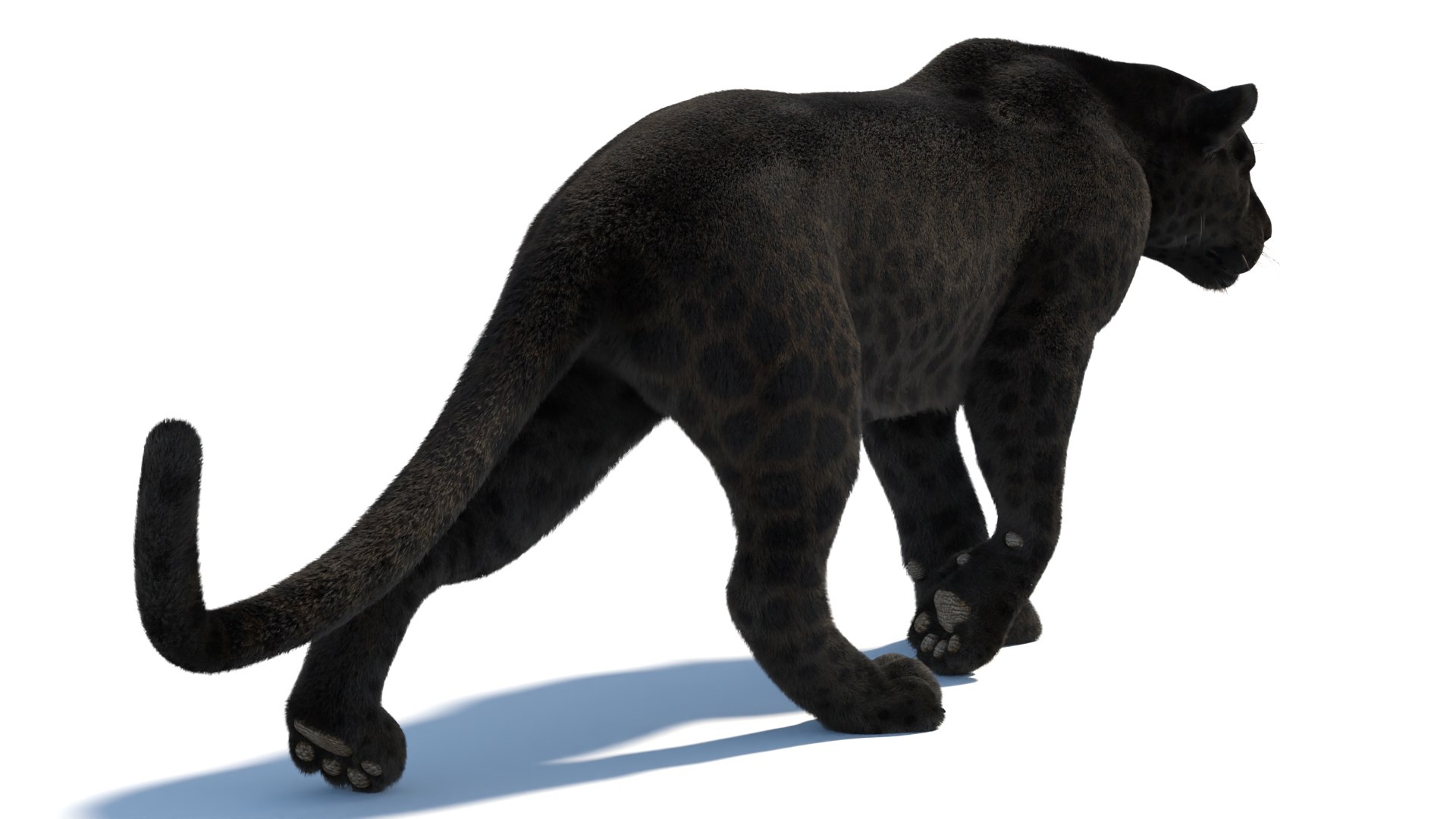 Animated Black Panther With Fur 3D Model Model - TurboSquid 2287451