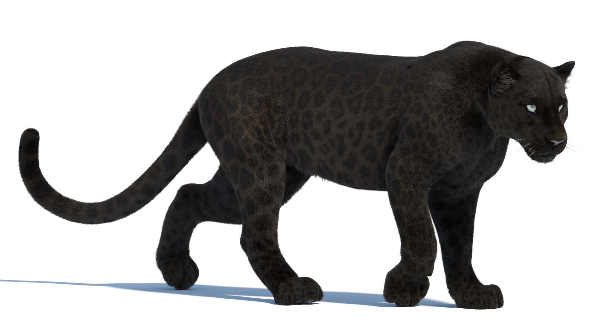 Animated Black Panther With Fur 3D Model Model - TurboSquid 2287451