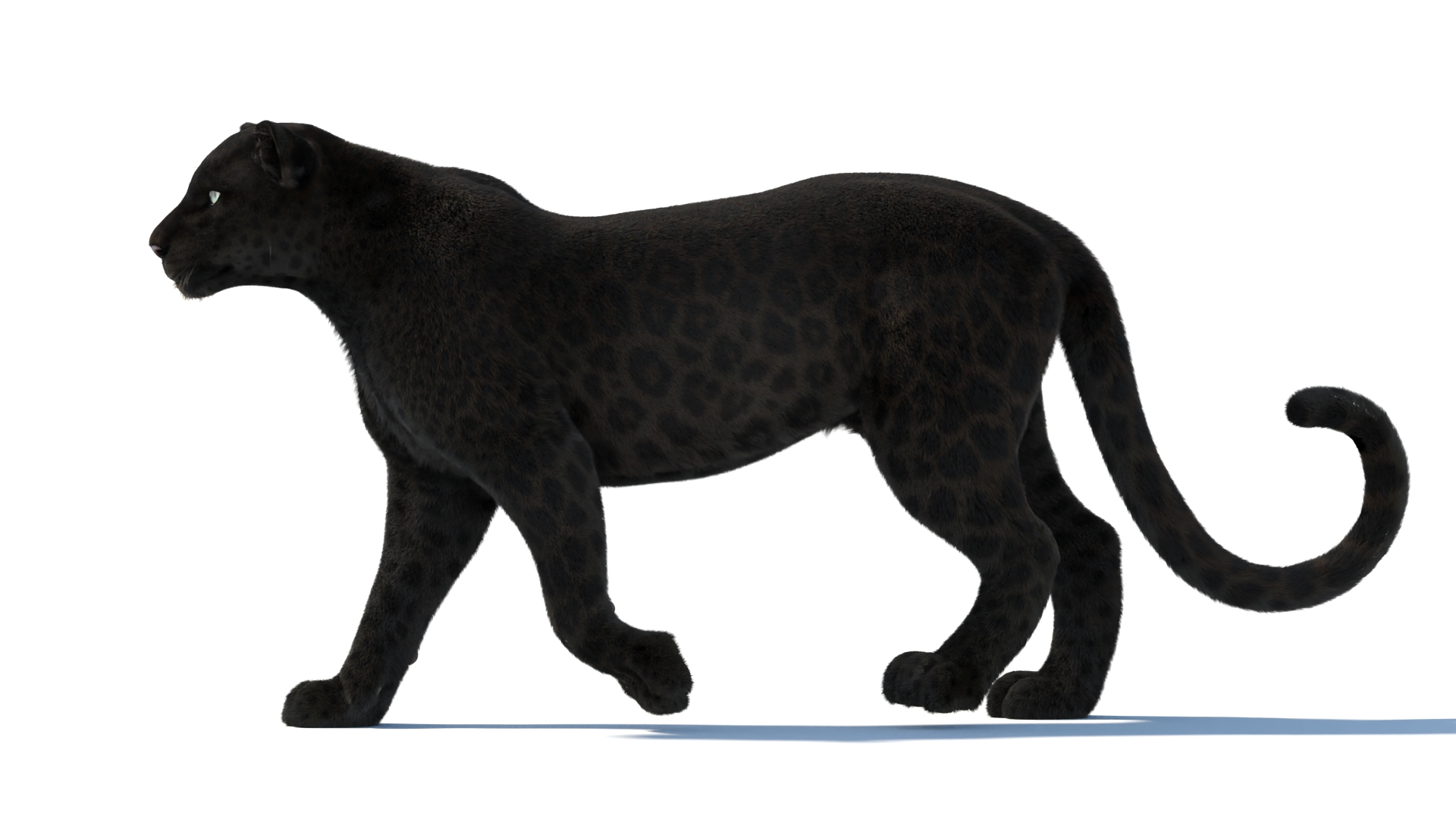 Animated Black Panther With Fur 3D Model Model - TurboSquid 2287451