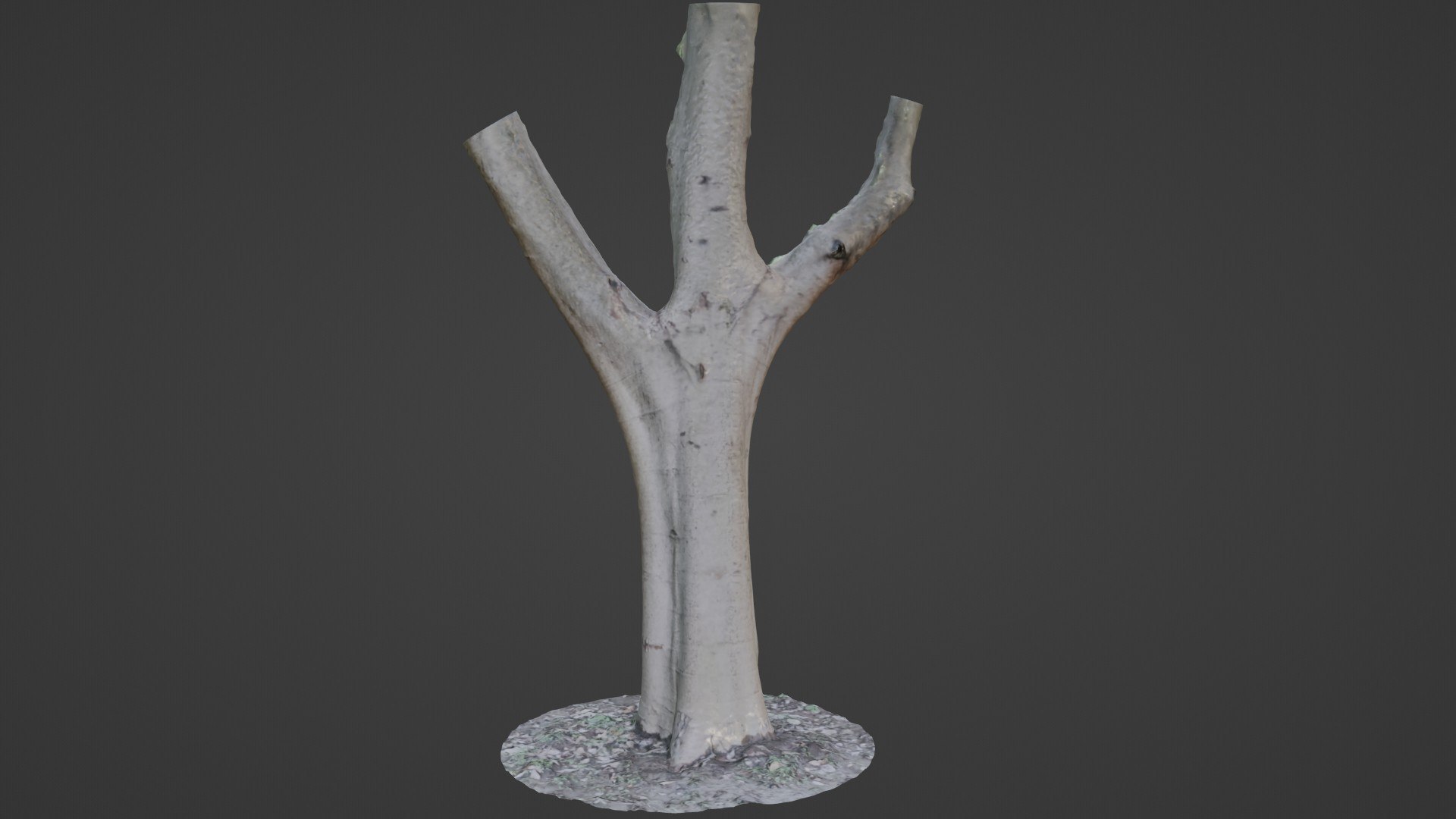 Tree Trunk Split Scan 3D Model - TurboSquid 2329904
