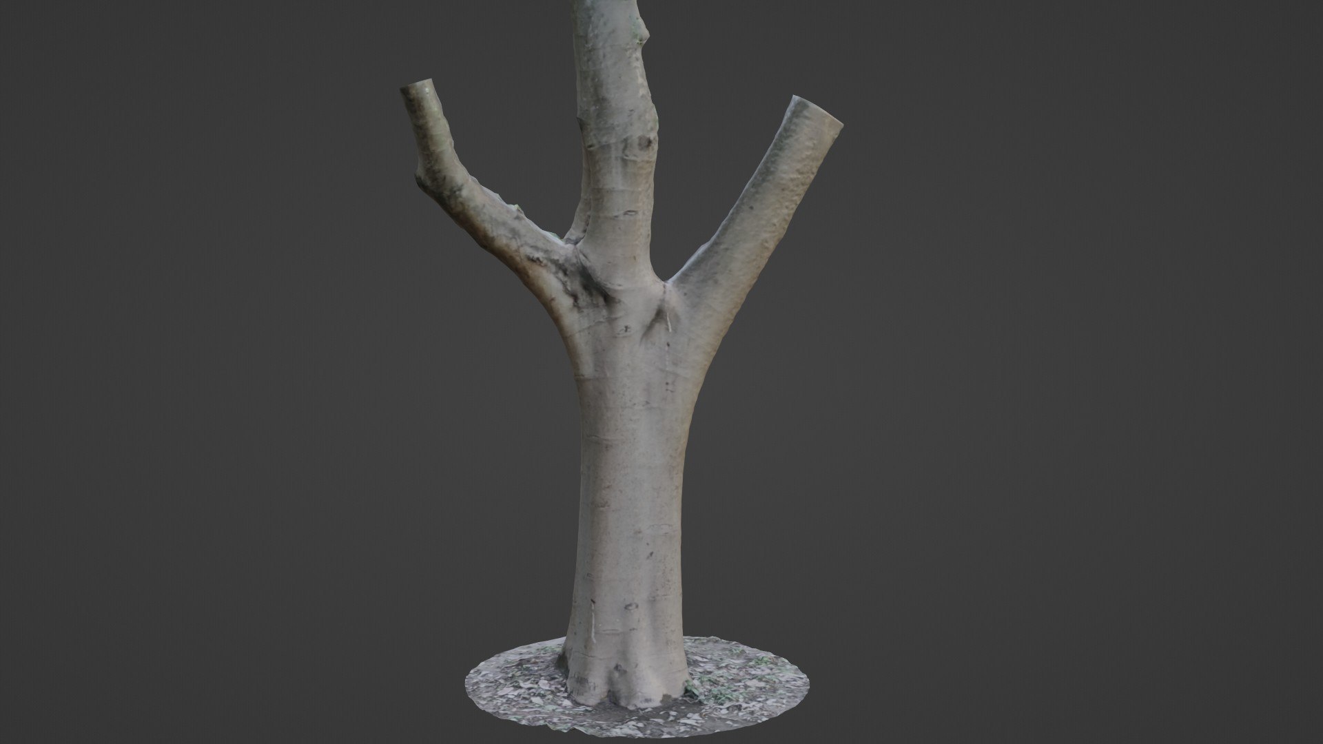 Tree Trunk Split Scan 3D Model - TurboSquid 2329904