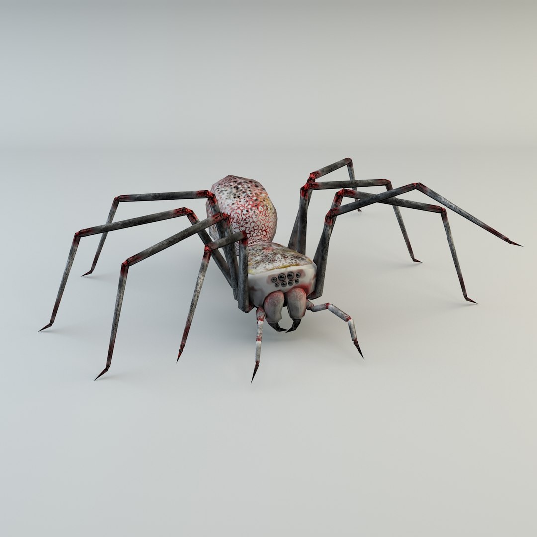 Free Spider 3d Model