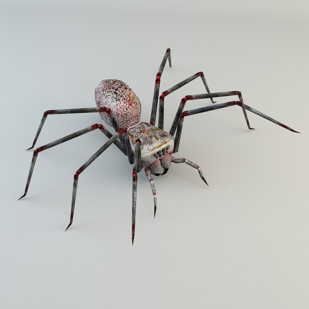 Free Spider 3d Model