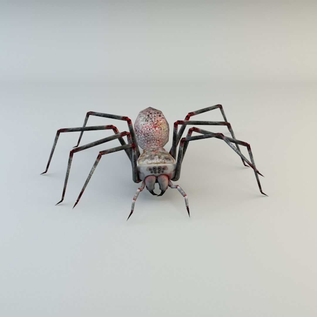 Free Spider 3d Model