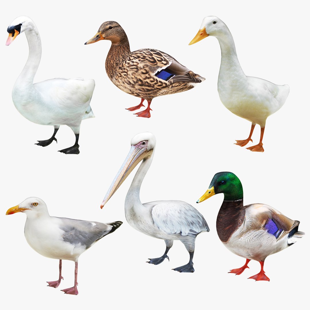 3D Waterfowl And Seabirds Collection 6 In 1 - TurboSquid 2340726