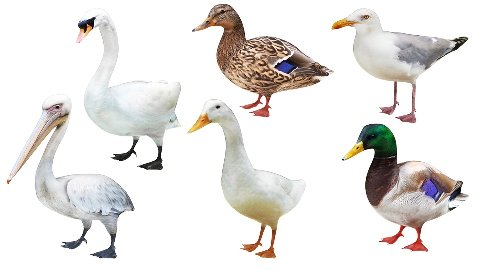 3D Waterfowl And Seabirds Collection 6 In 1 - TurboSquid 2340726