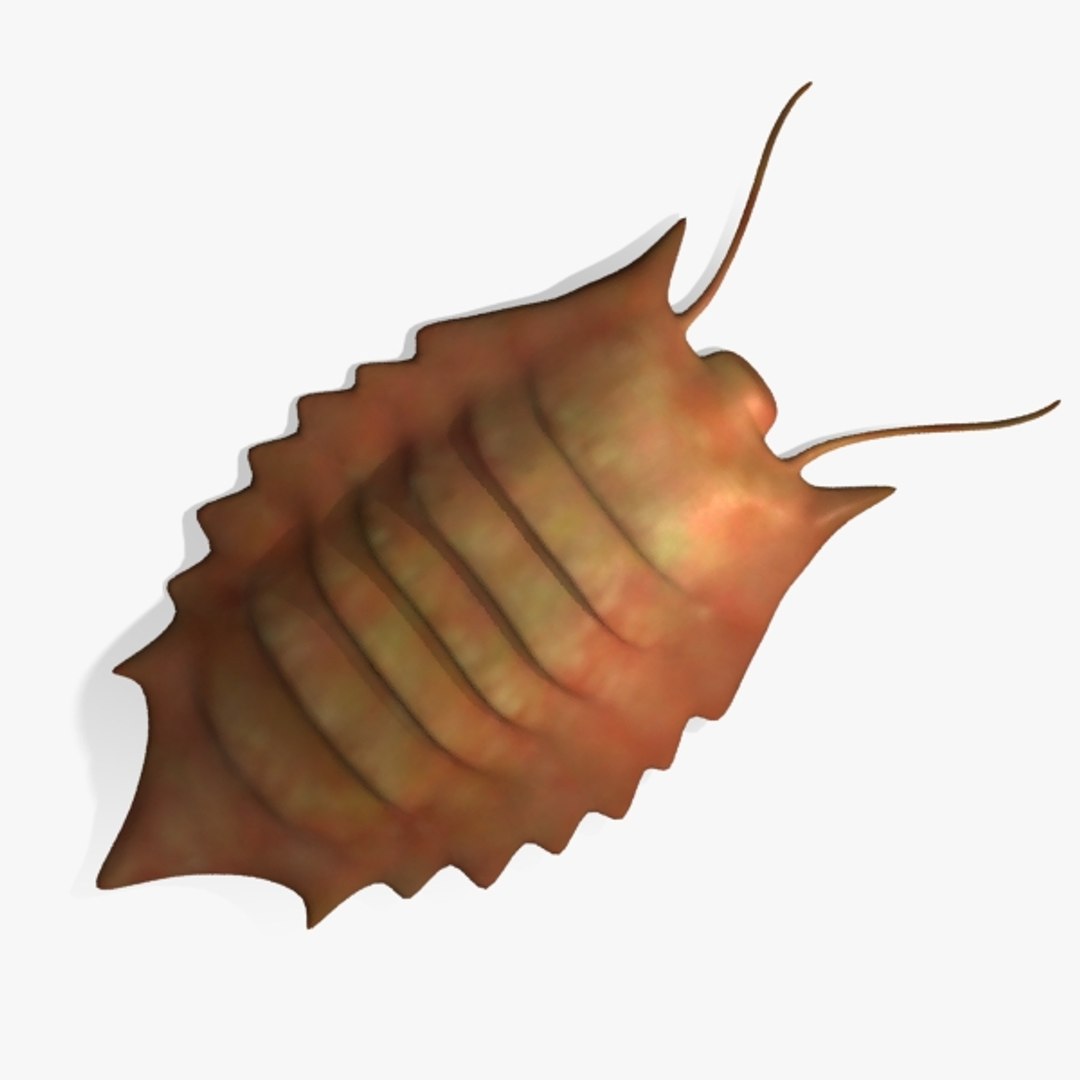 3d rigged animals cambrian