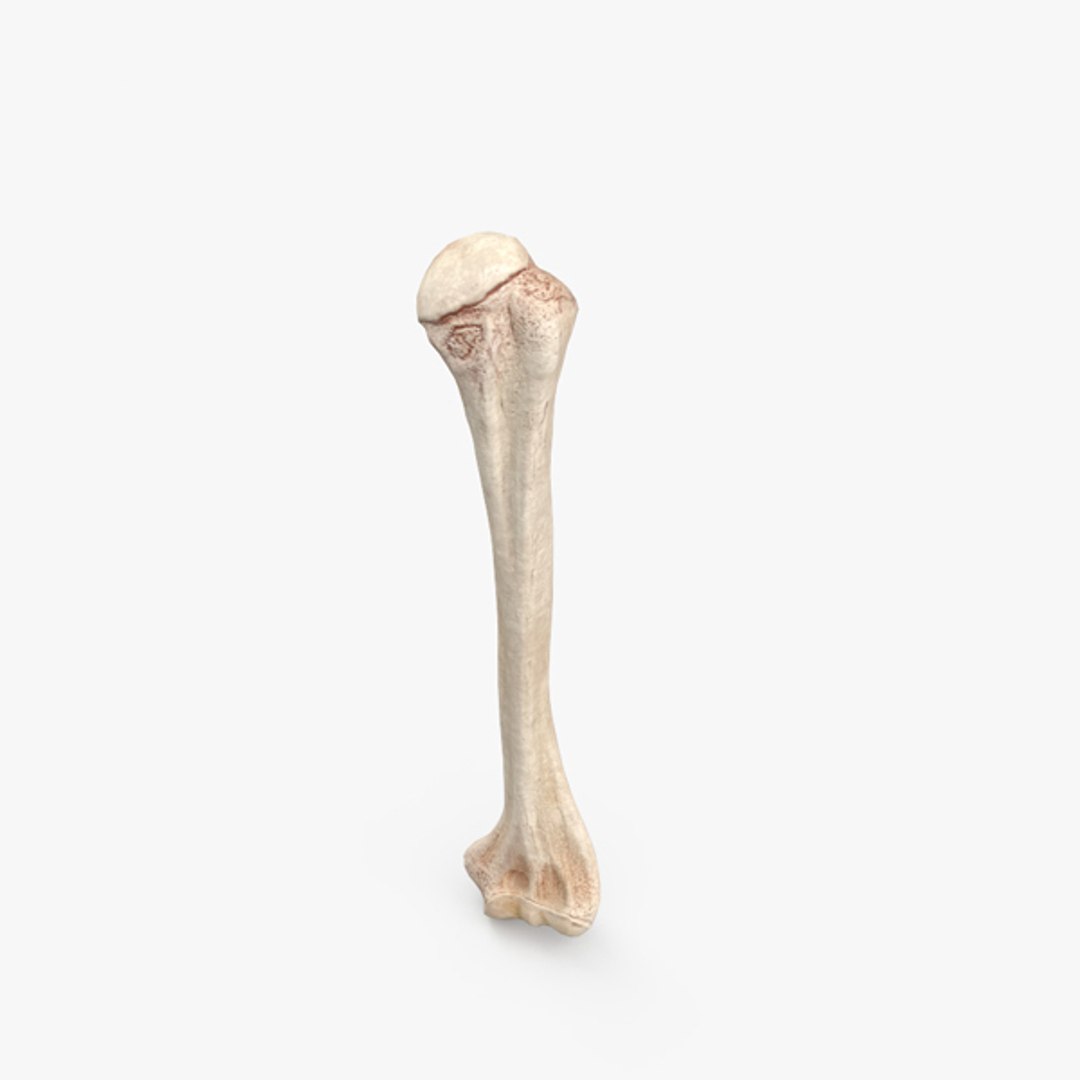 3D Model Humerus Anatomy Organ - TurboSquid 1415899