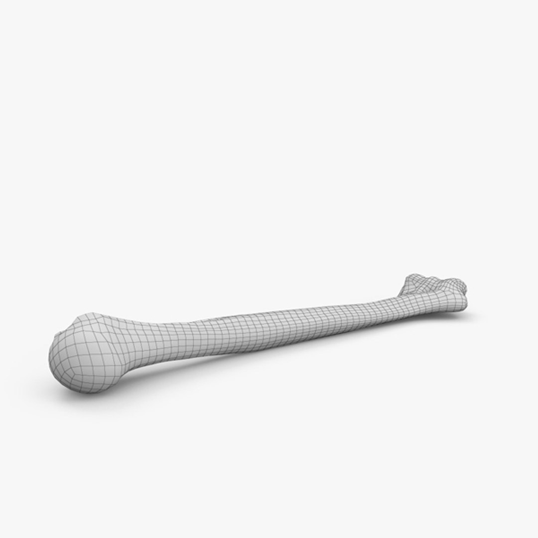 3D Model Humerus Anatomy Organ - TurboSquid 1415899