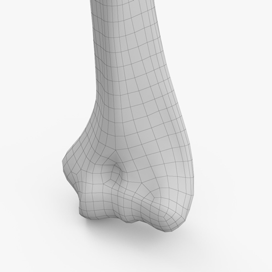 3D Model Humerus Anatomy Organ - TurboSquid 1415899