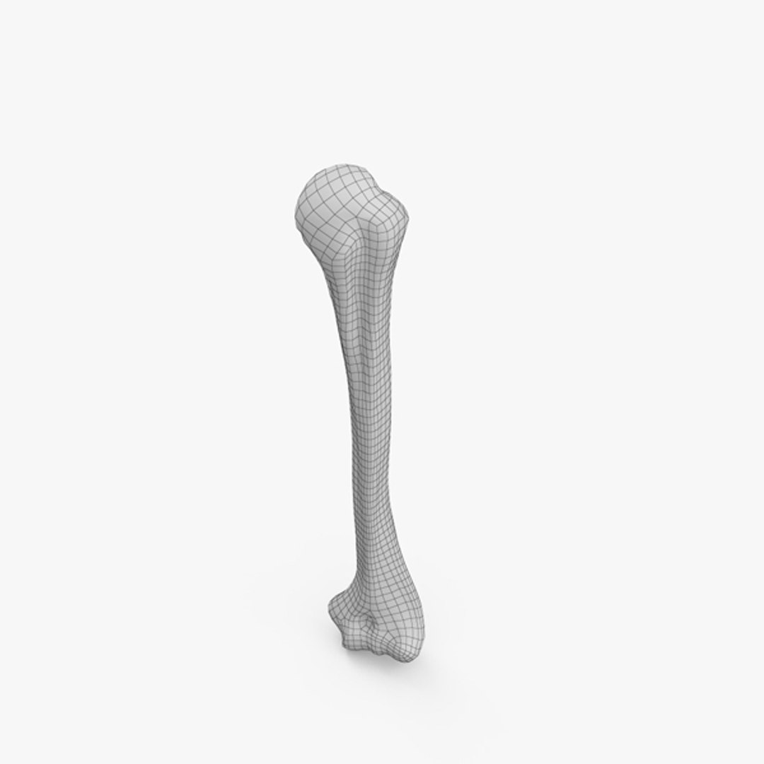3D Model Humerus Anatomy Organ - TurboSquid 1415899
