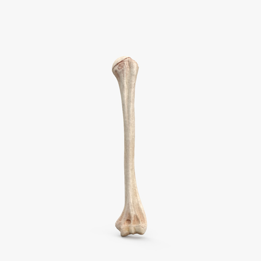 3D model humerus anatomy organ - TurboSquid 1415899