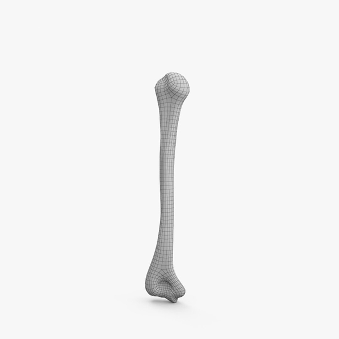3D Model Humerus Anatomy Organ - TurboSquid 1415899