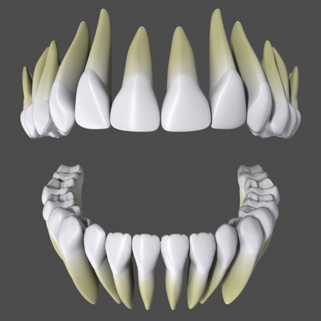 3d Model Anatomically Human Teeth