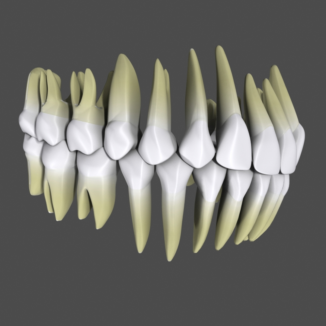 3d model anatomically human teeth