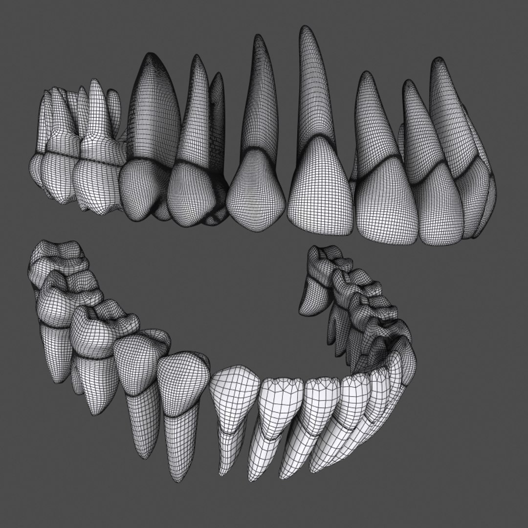 3d Model Anatomically Human Teeth