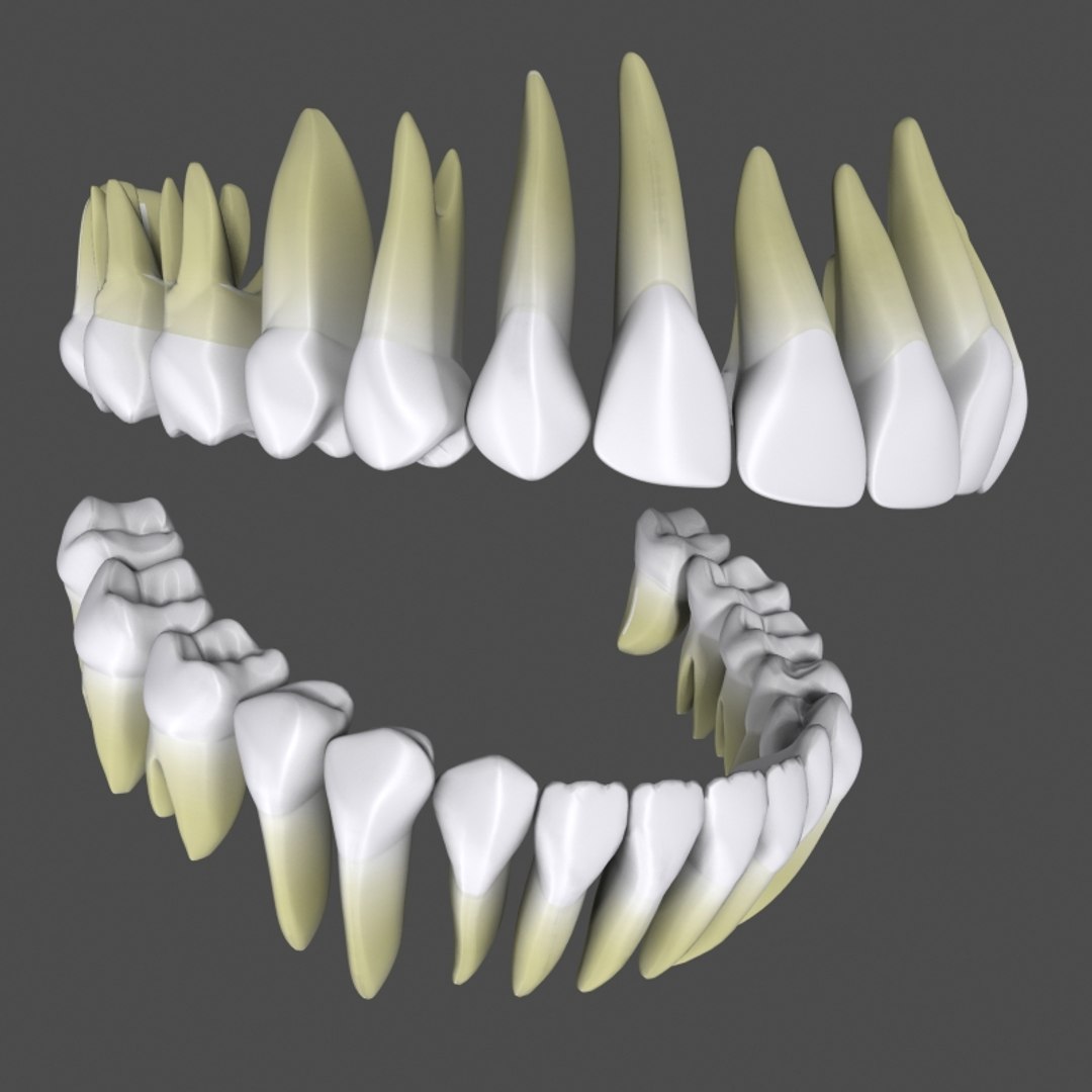 3d Model Anatomically Human Teeth