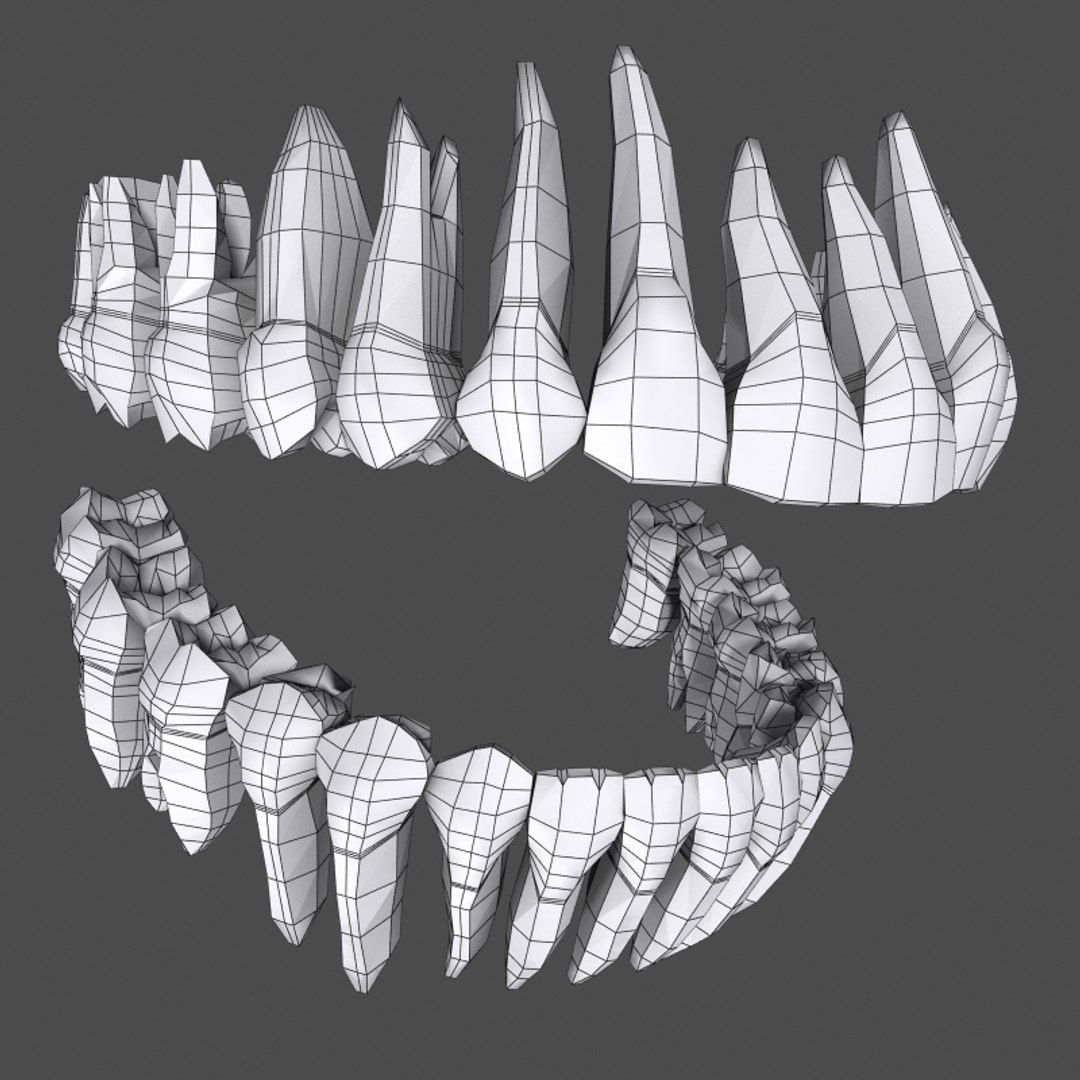 3d Model Anatomically Human Teeth