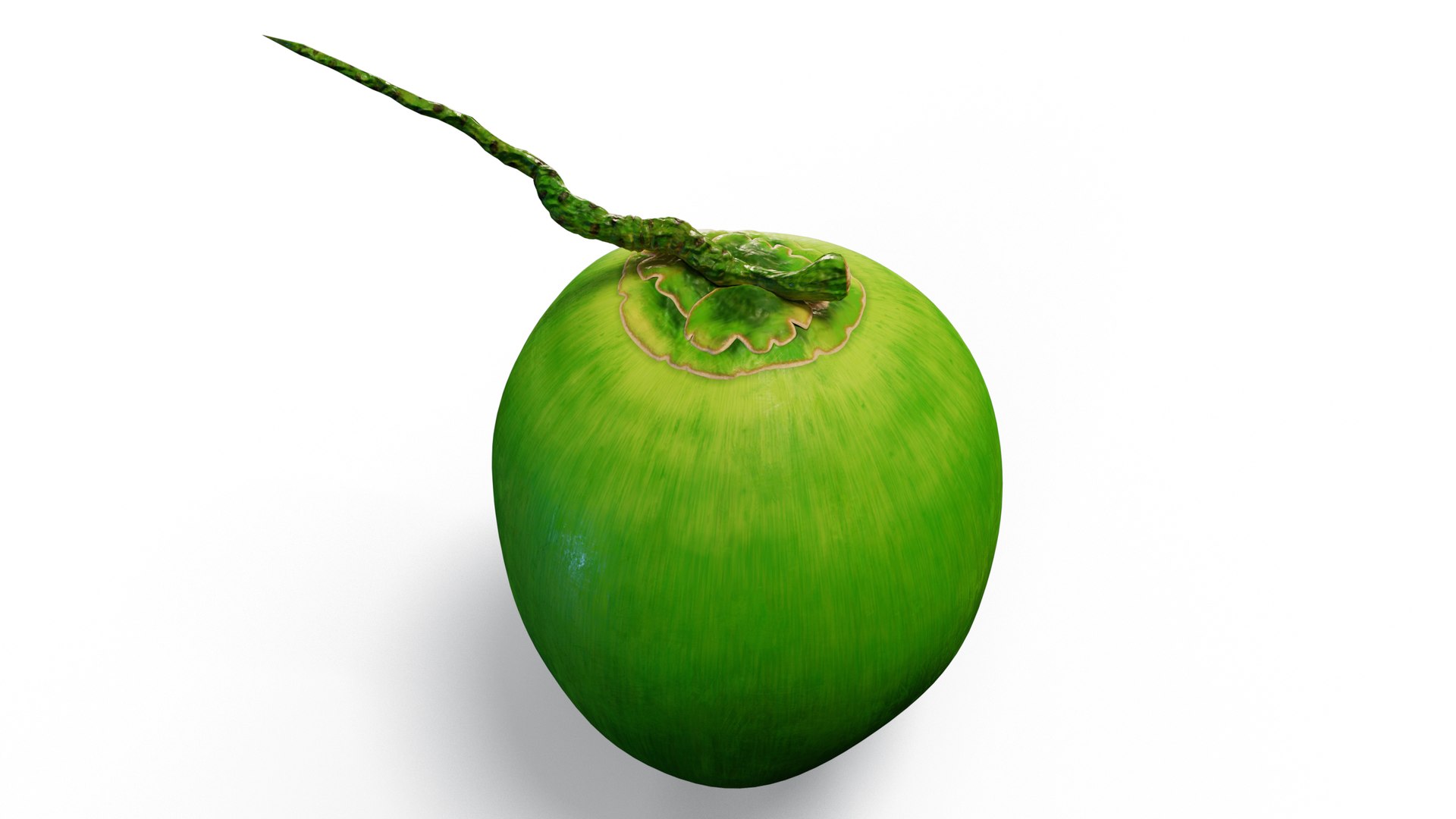 3D Coconut - TurboSquid 2008193