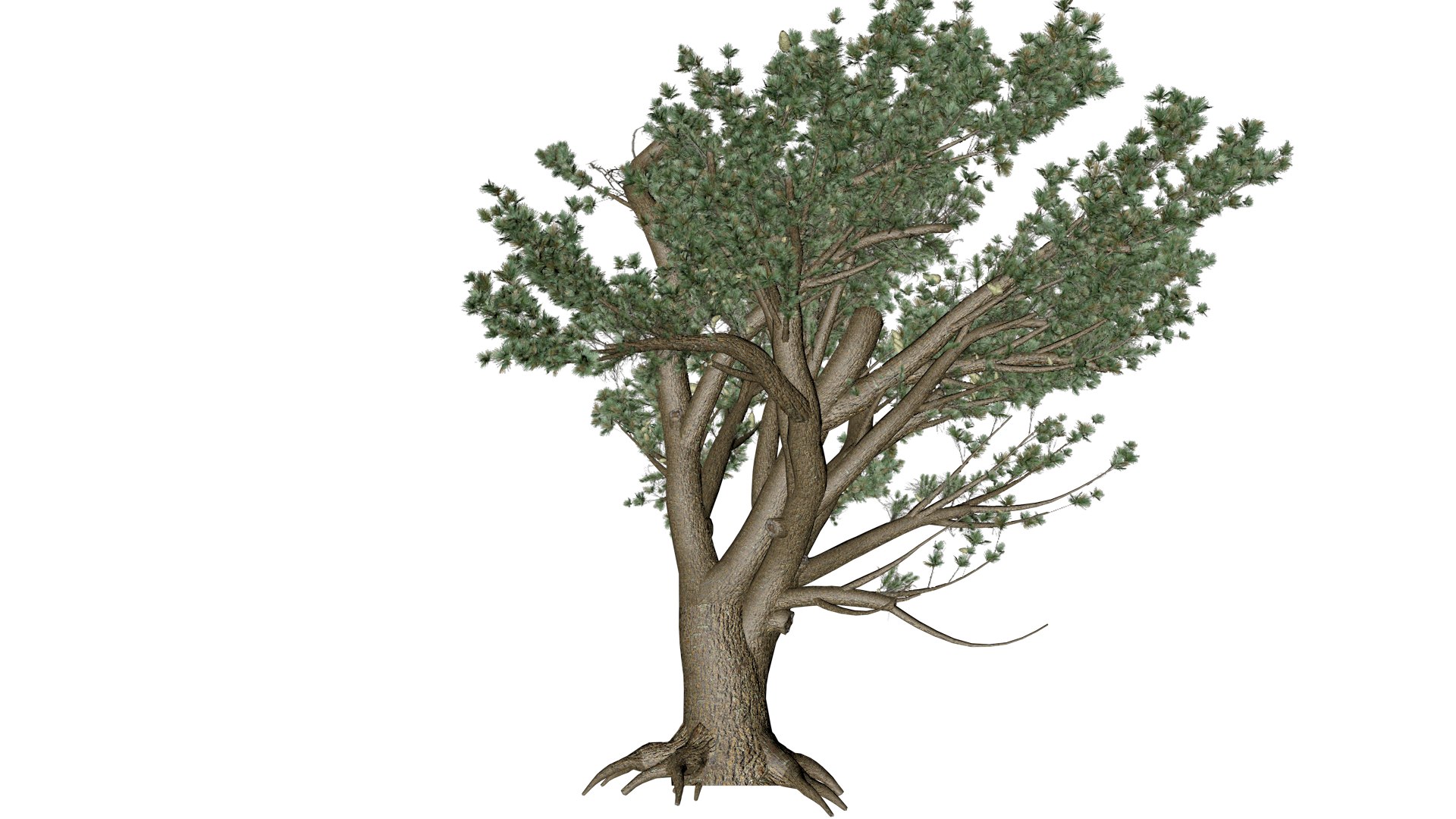 3D Cedar Of Lebanon Tree - 04 - - TurboSquid 2373385