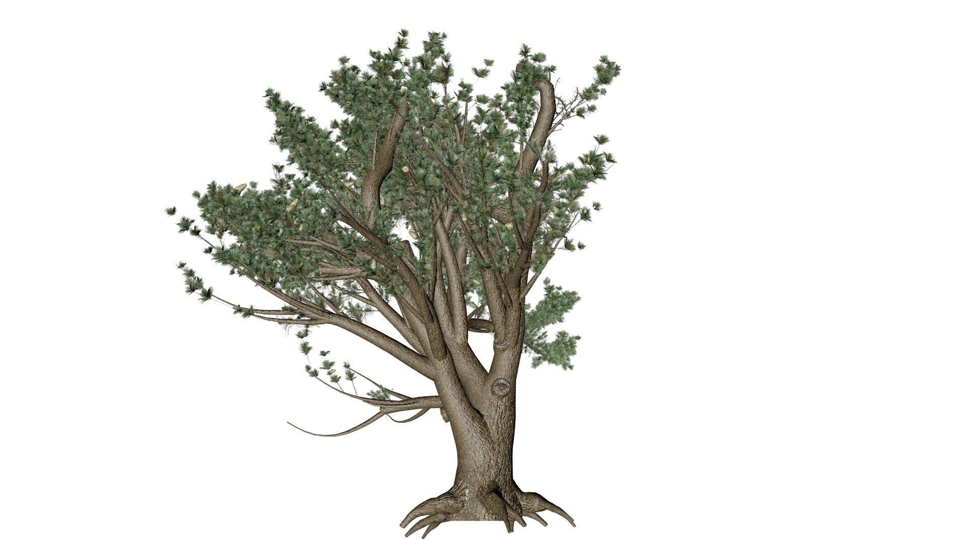 3D Cedar Of Lebanon Tree - 04 - - TurboSquid 2373385