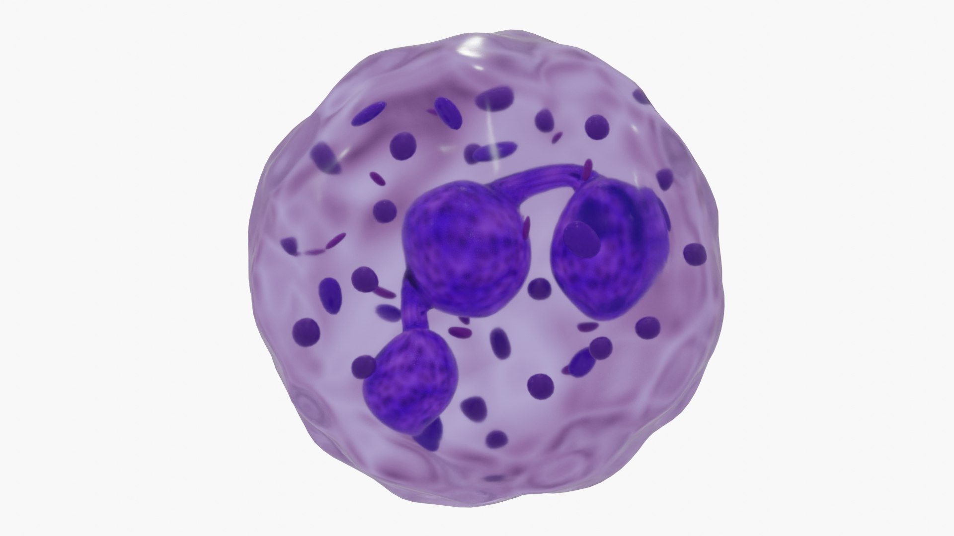 Blood Cells 3D Model - TurboSquid 1720612